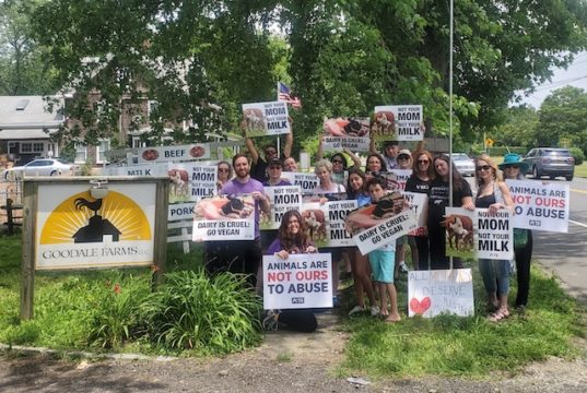 PETA protests at Aquebogue dairy farm - RiverheadLOCAL